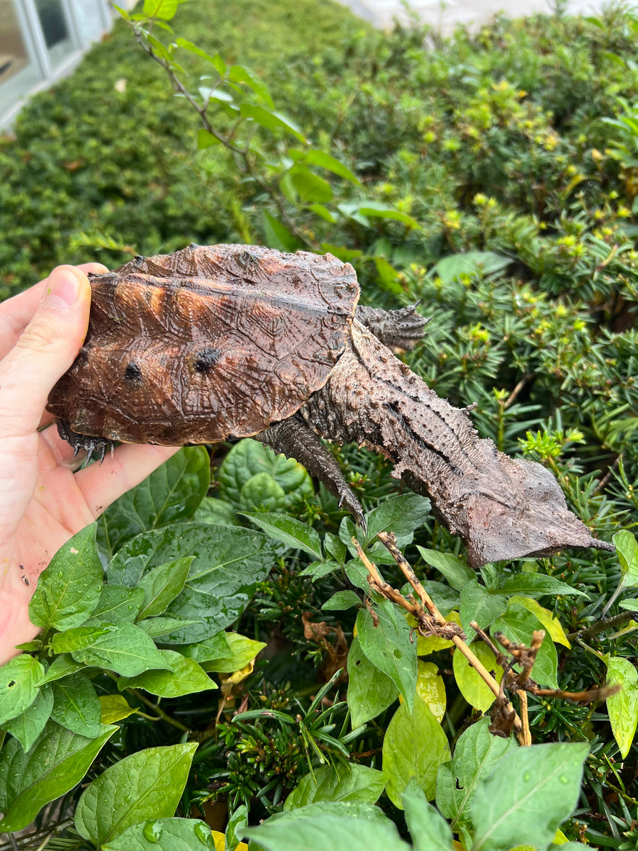5” Peruvian Mata Mata Turtle – Scales and Tails of Ohio
