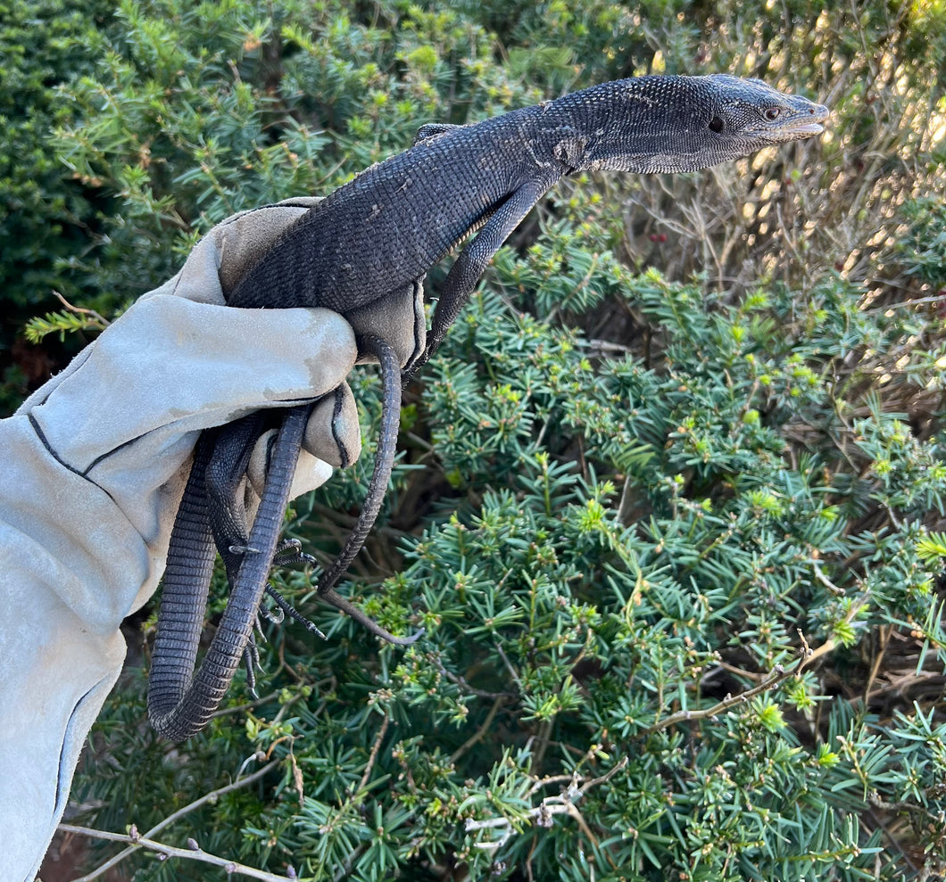 Adult Black Tree Monitor – Scales and Tails of Ohio