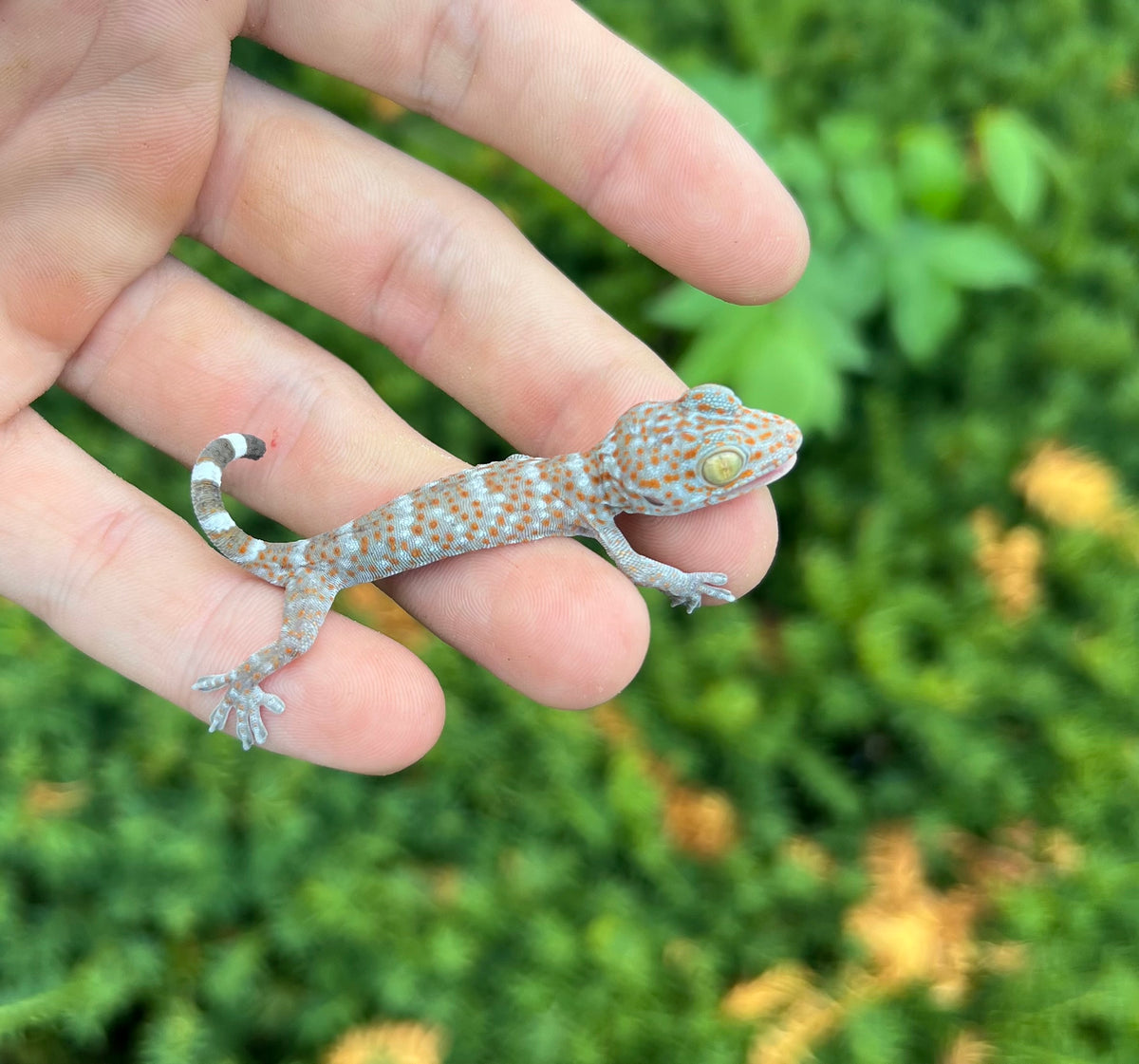 Baby Tokay Gecko (3) – Scales and Tails of Ohio