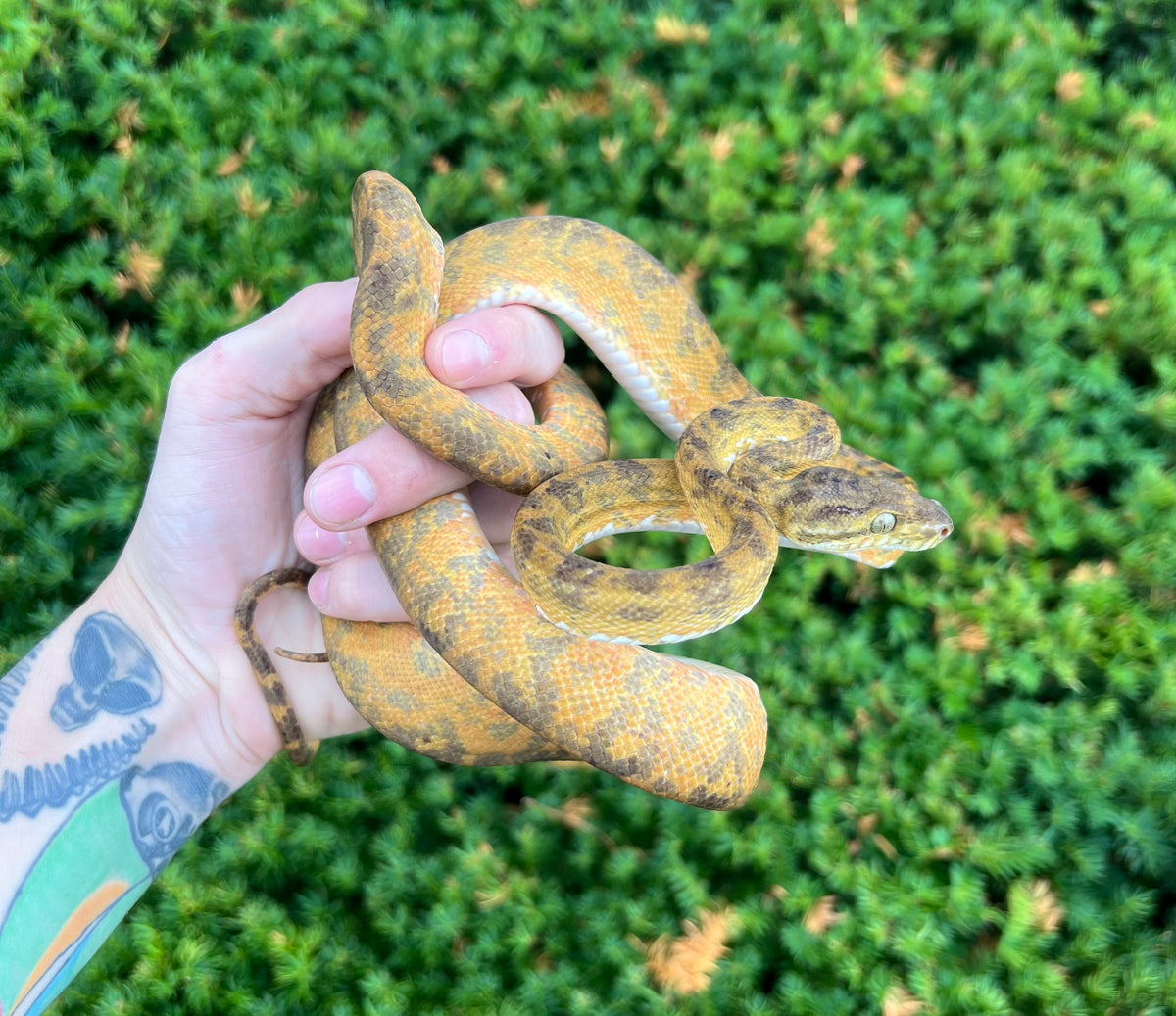 ‘Colored’ Amazon Tree Boa (Male 4) – Scales and Tails of Ohio