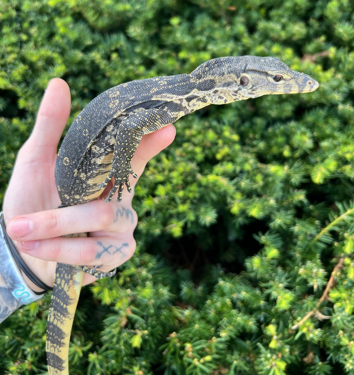 Juvenile Asian Water Monitor (14”-18”) – Scales and Tails of Ohio