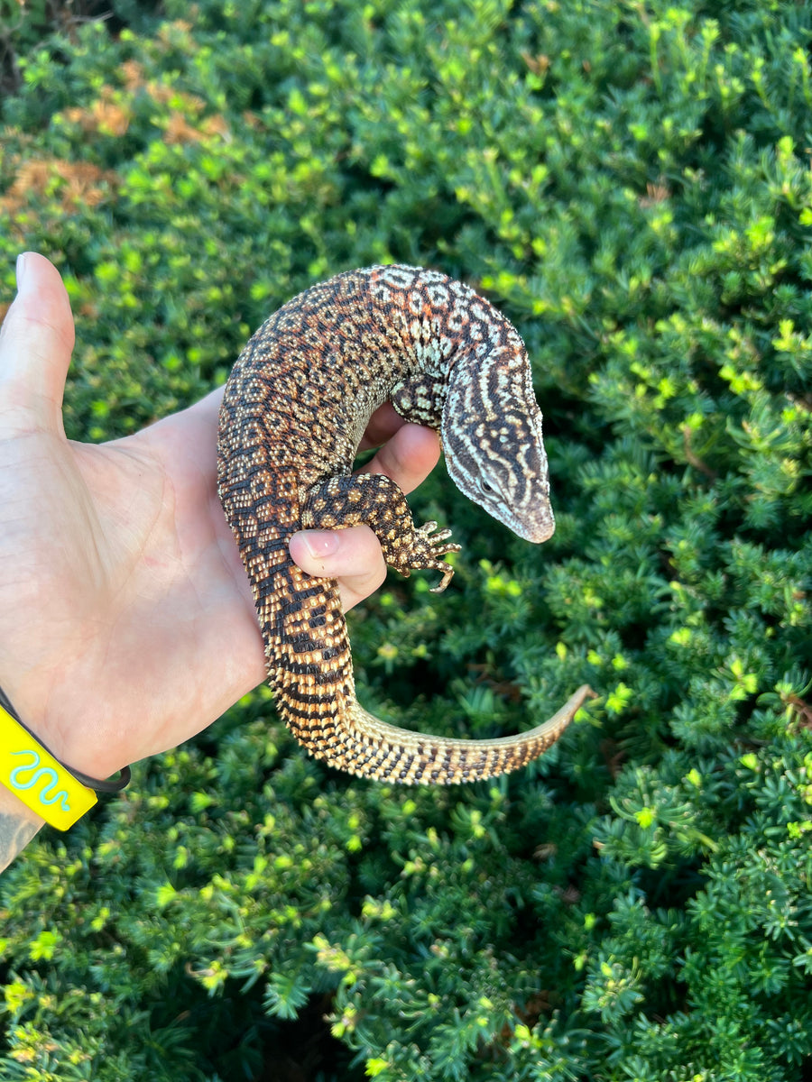 Adult Red Ackie Monitor (Male) – Scales and Tails of Ohio