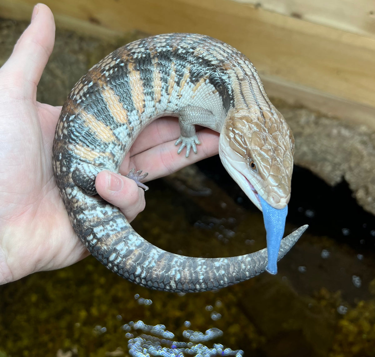 Sub-Adult Northern Blue Tongue Skink (1) – Scales and Tails of Ohio
