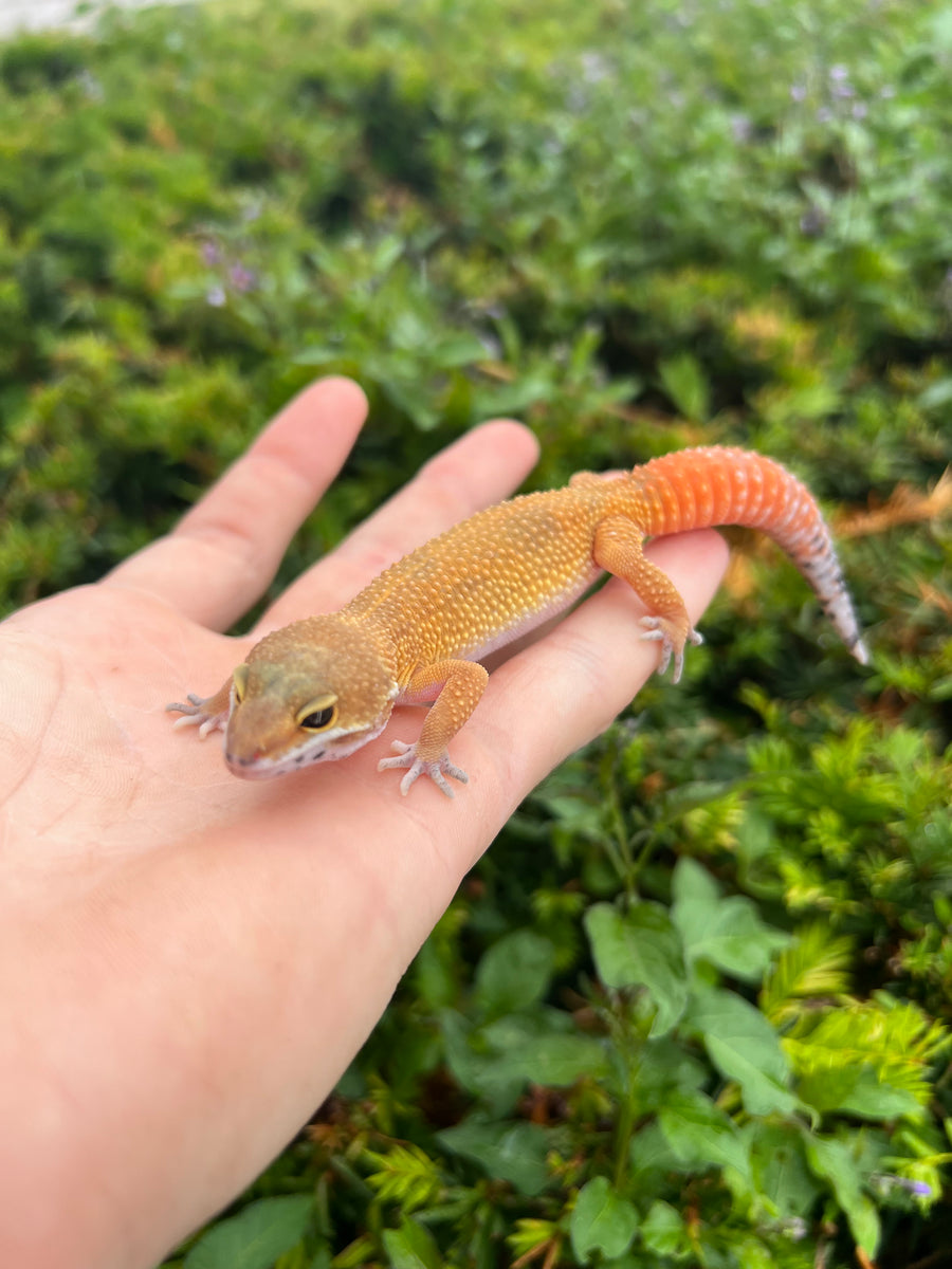 Adult Leopard Gecko (Female 2) – Scales and Tails of Ohio