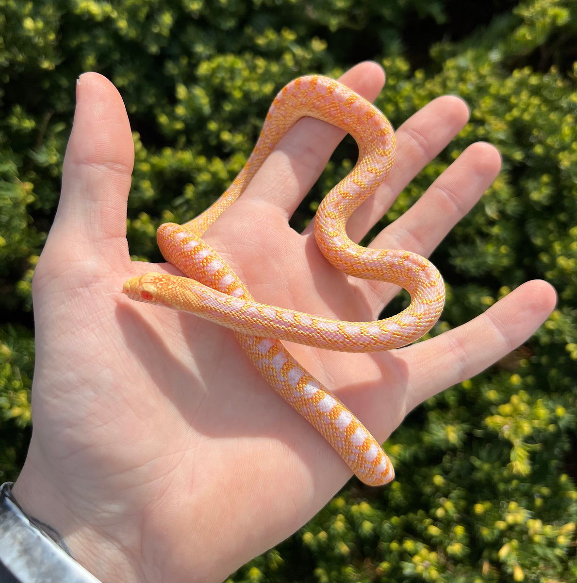 Baby Albino San Diego Gopher Snake (Female) – Scales and Tails of Ohio
