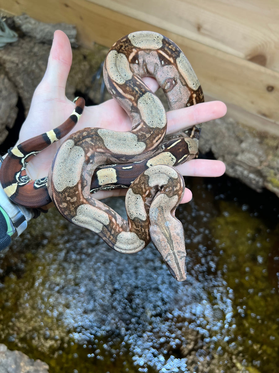 Juvevile Guyana Boa (Male 5) – Scales and Tails of Ohio
