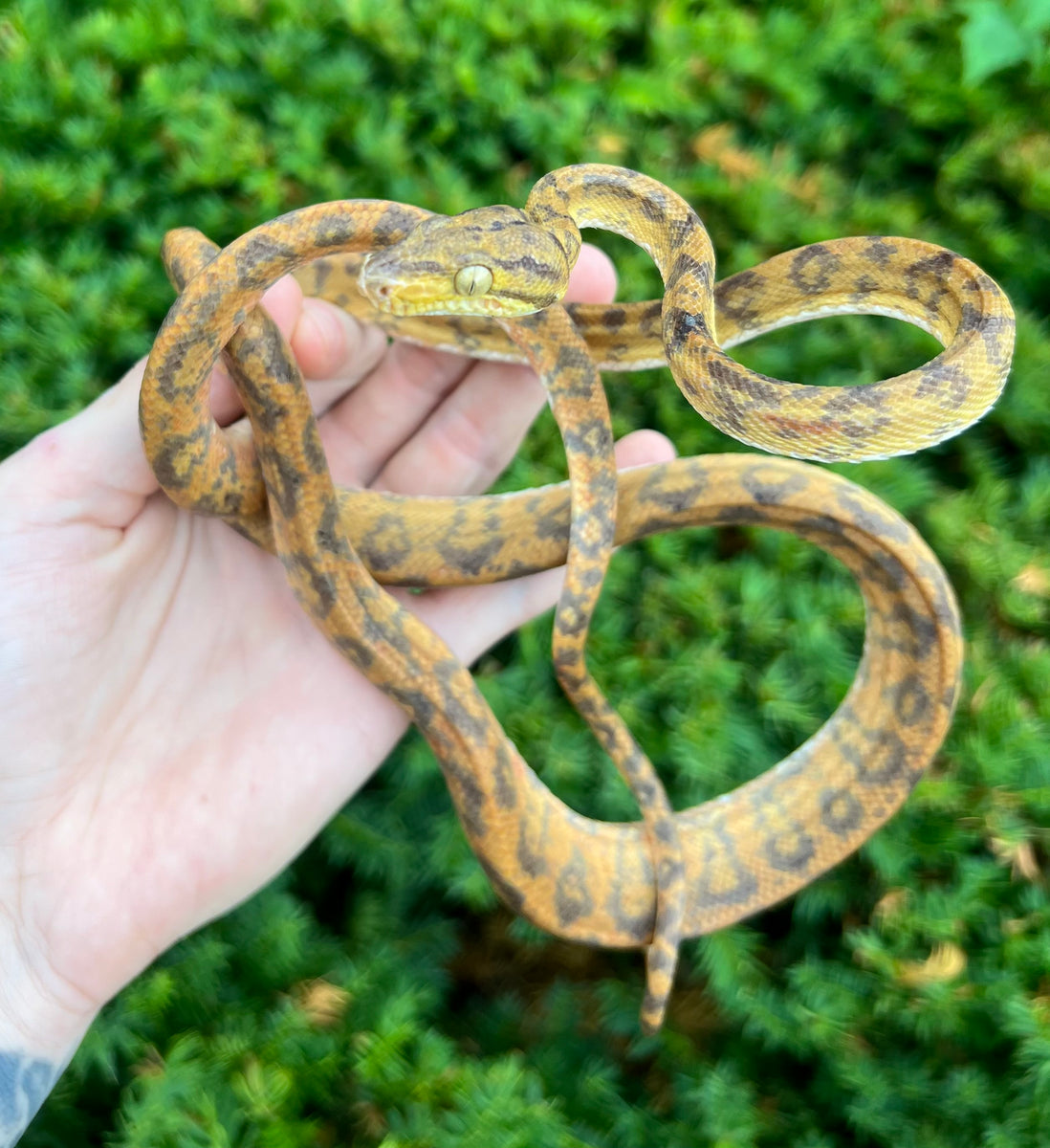 ‘Colored’ Amazon Tree Boa (Female 1) – Scales and Tails of Ohio