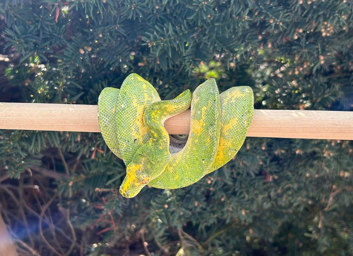 Sub-Adult Biak Green Tree Python (Male) – Scales and Tails of Ohio