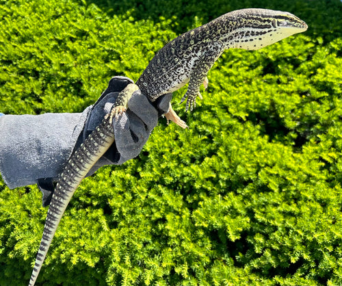 Monitors and Tegus – Scales and Tails of Ohio