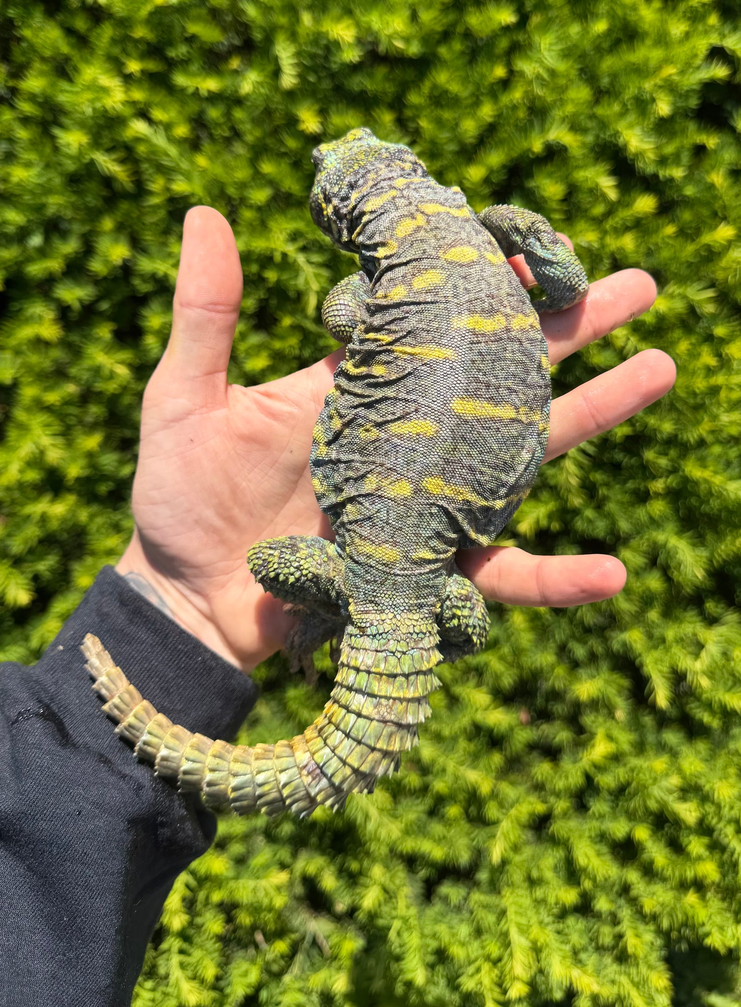 Adult ‘High-Color’ Ornate Uromastyx (Male 1) – Scales and Tails of Ohio