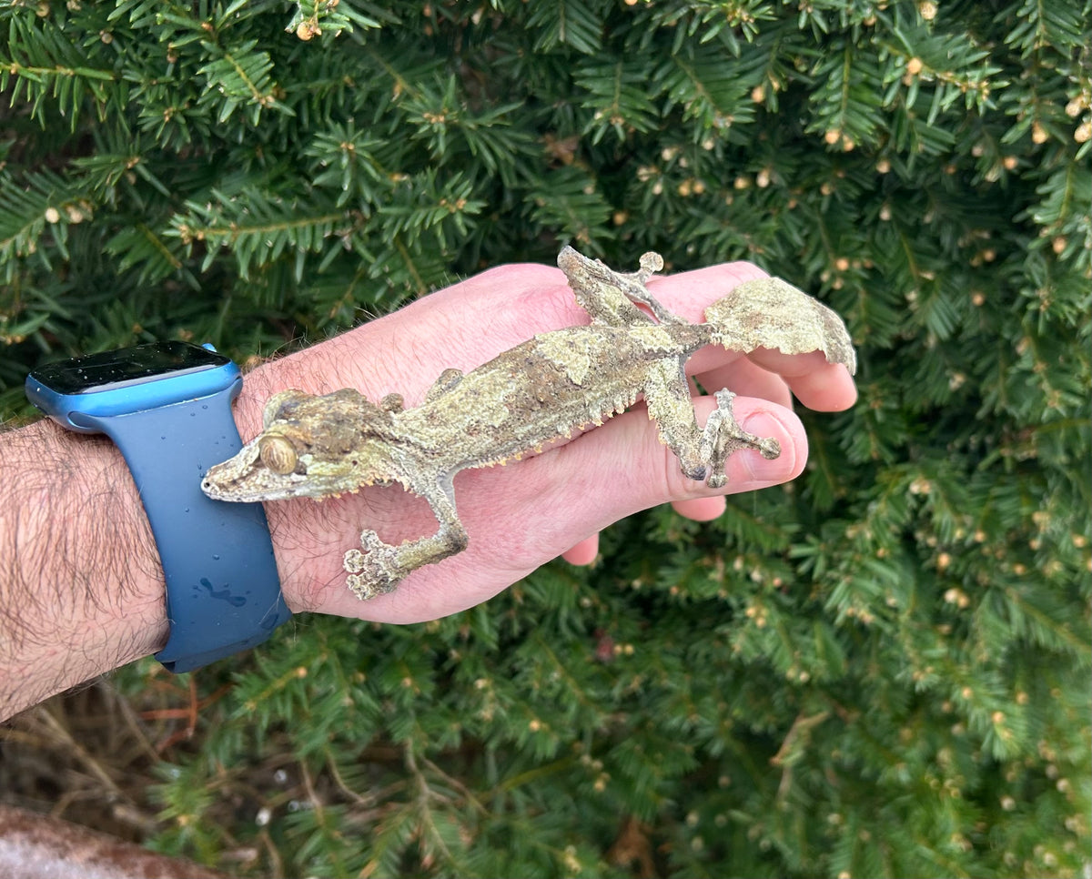 Sub-Adult Giant Leaf-tailed Gecko (Female 2) – Scales and Tails of Ohio