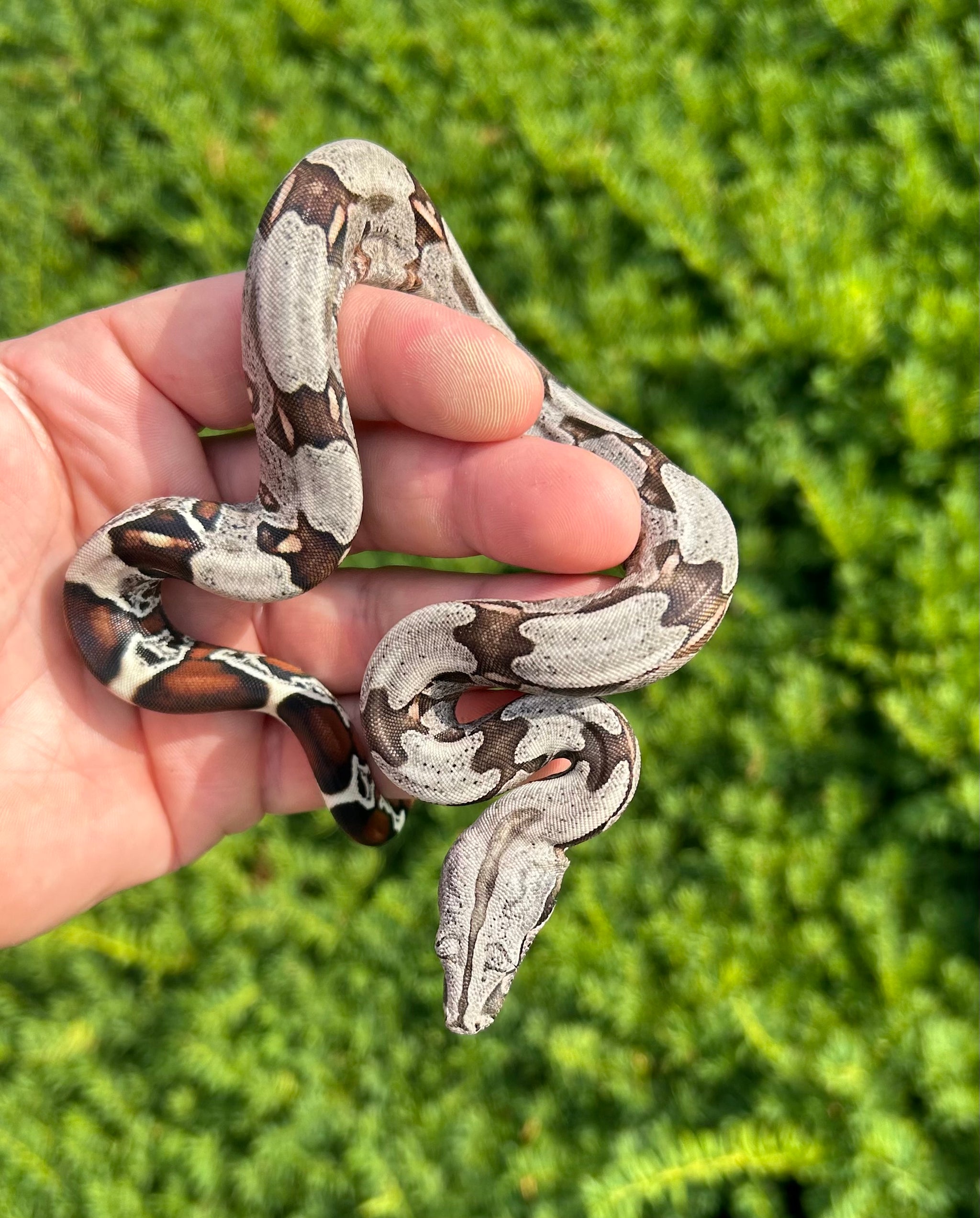 Boas – Page 3 – Scales and Tails of Ohio