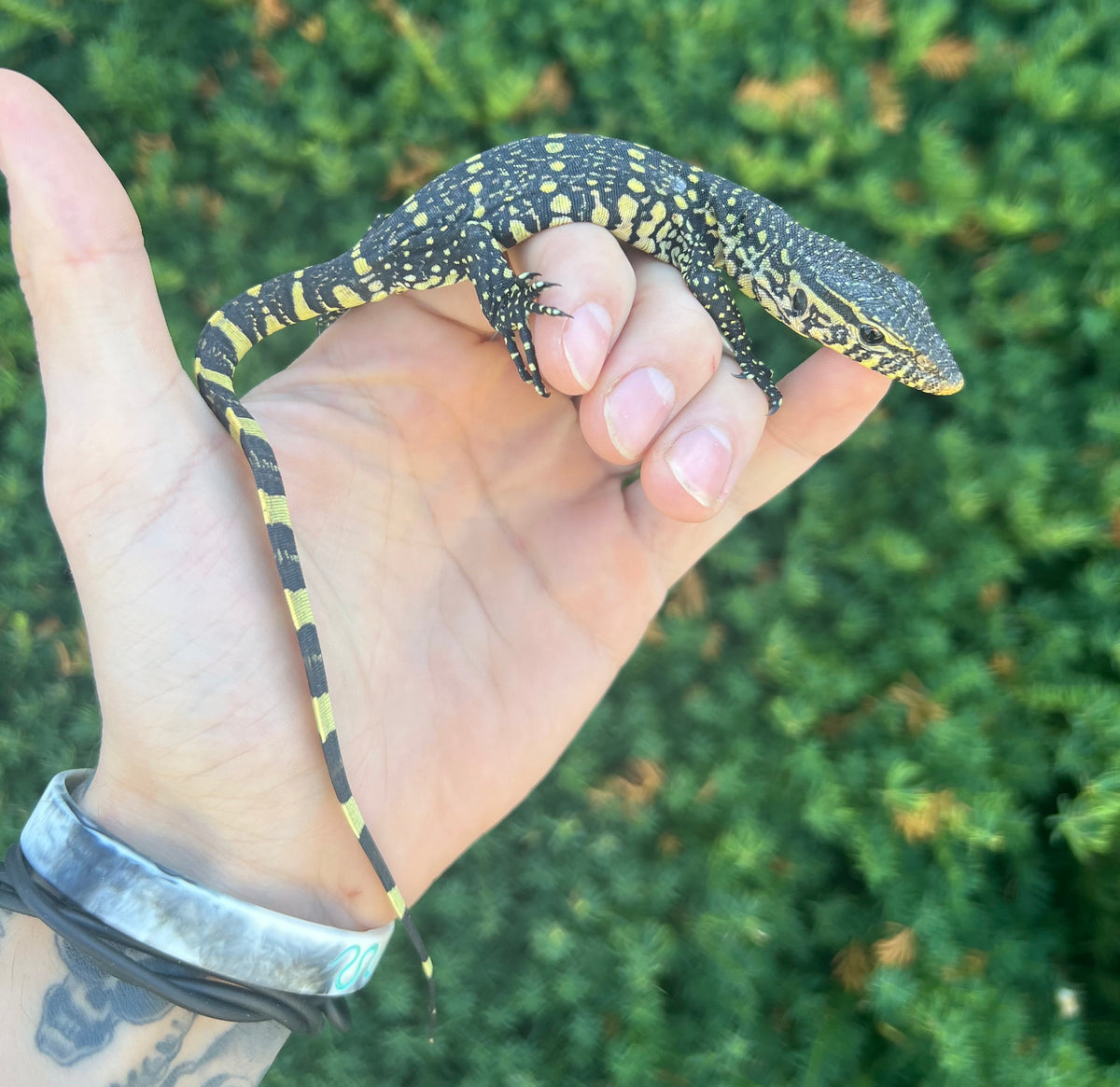Baby Ornate Nile Monitor – Scales and Tails of Ohio