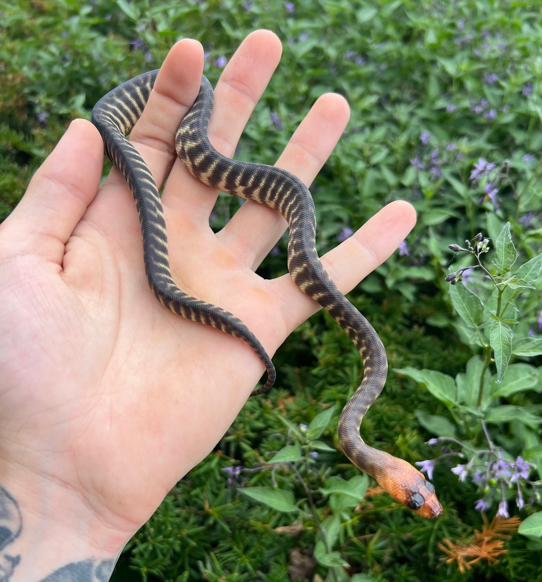 Baby Woma Python (Male 1) – Scales and Tails of Ohio