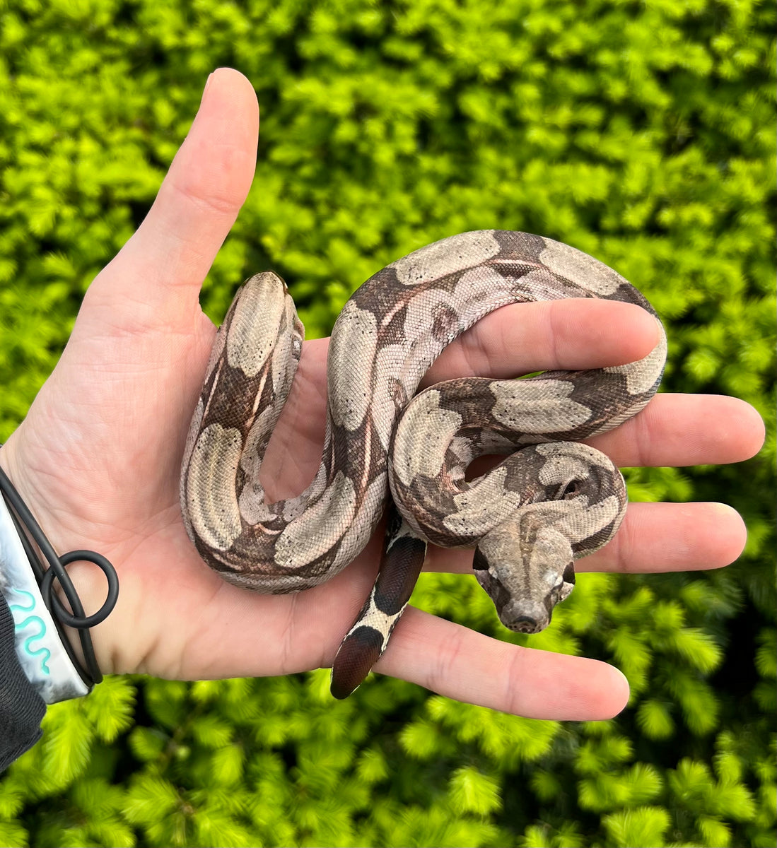 Small Guyana Boa (Female 3) – Scales and Tails of Ohio