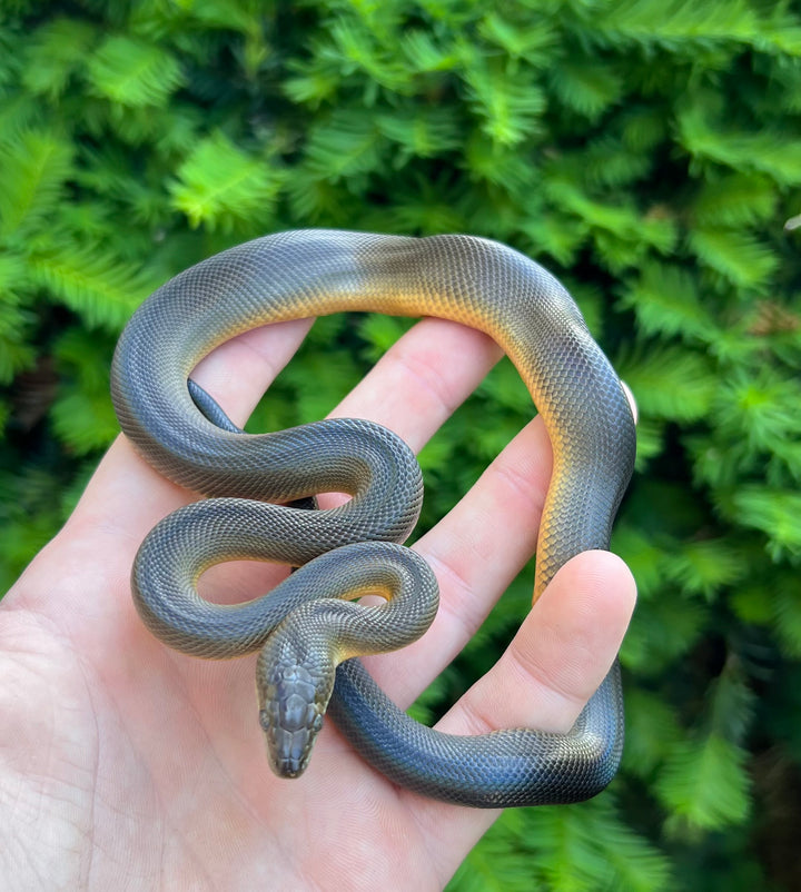 Pythons – Scales and Tails of Ohio