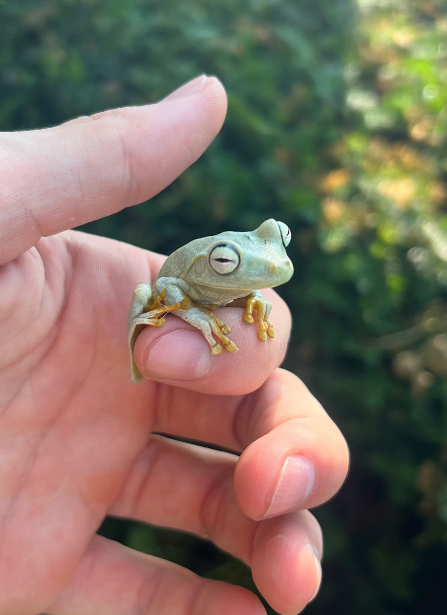 Emerald Eyed Tree Frog – Scales and Tails of Ohio