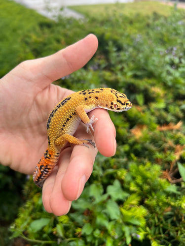 Geckos – Scales and Tails of Ohio