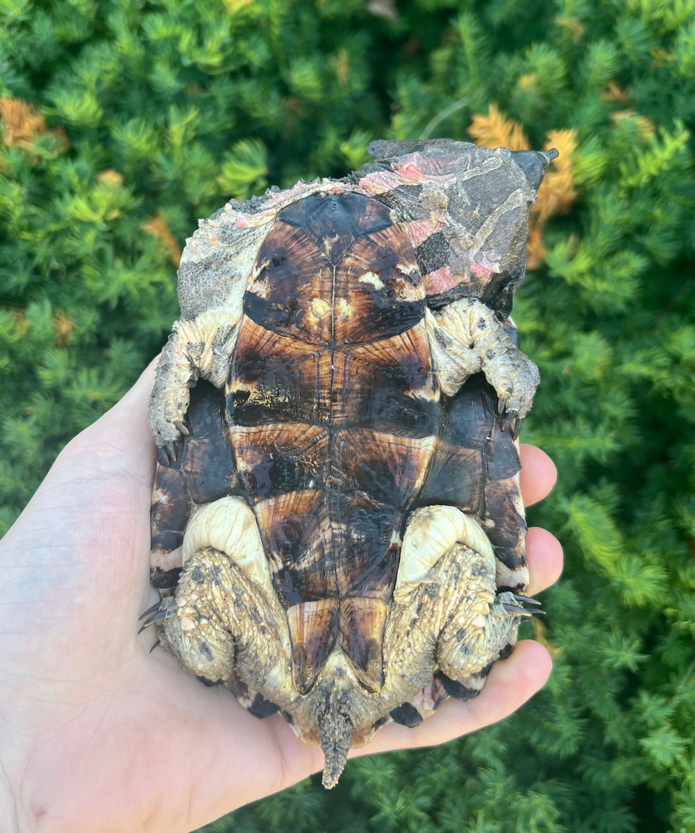6” Peruvian Mata Mata Turtle (2) – Scales and Tails of Ohio