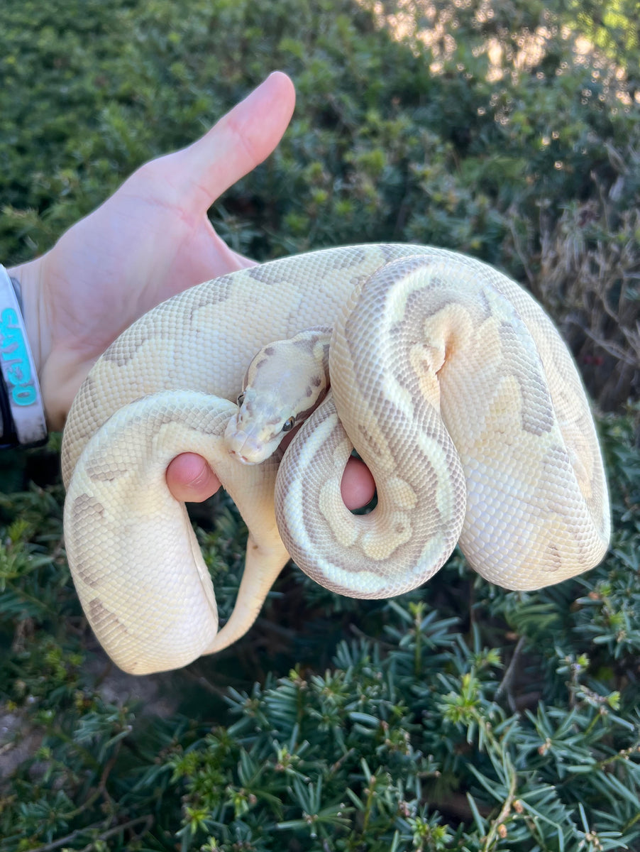 Juvenile Hypo Super Pastel Butter Vanilla Ball Python (Female) – Scales ...