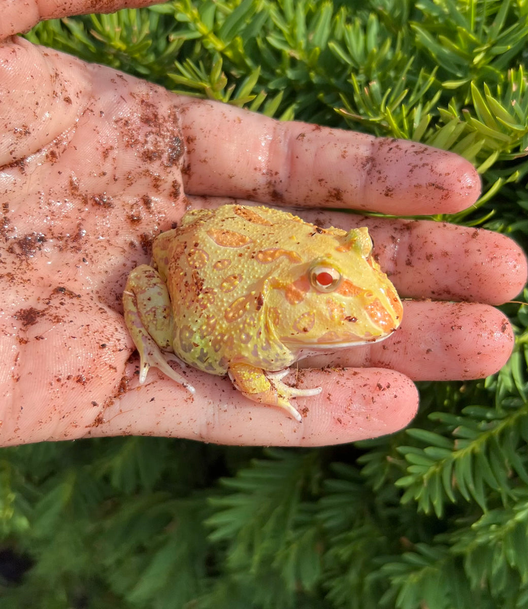 Juvenile Pac Man Frog – Scales and Tails of Ohio