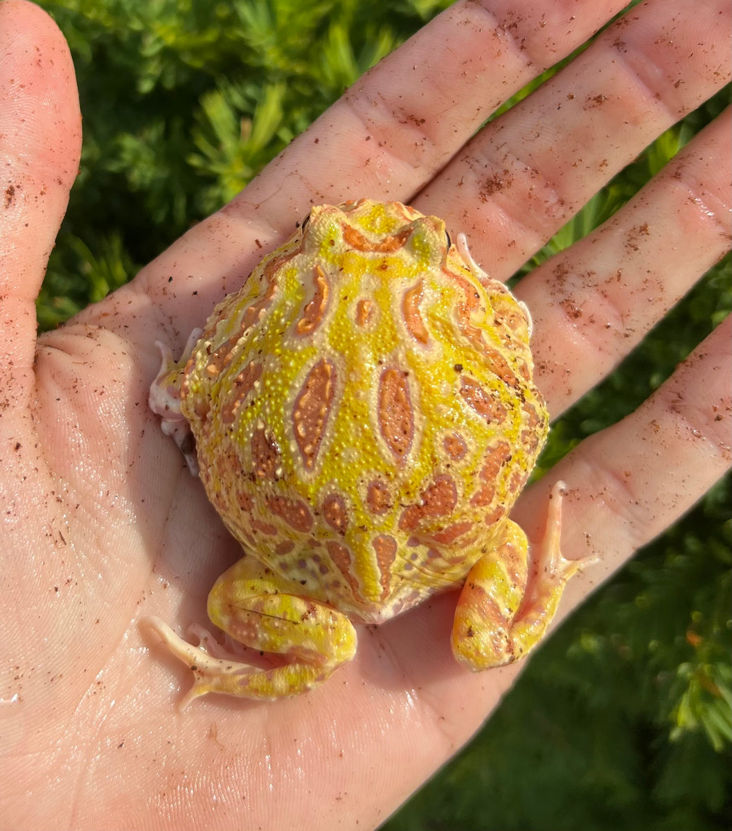 Juvenile Pac Man Frog (6) – Scales and Tails of Ohio