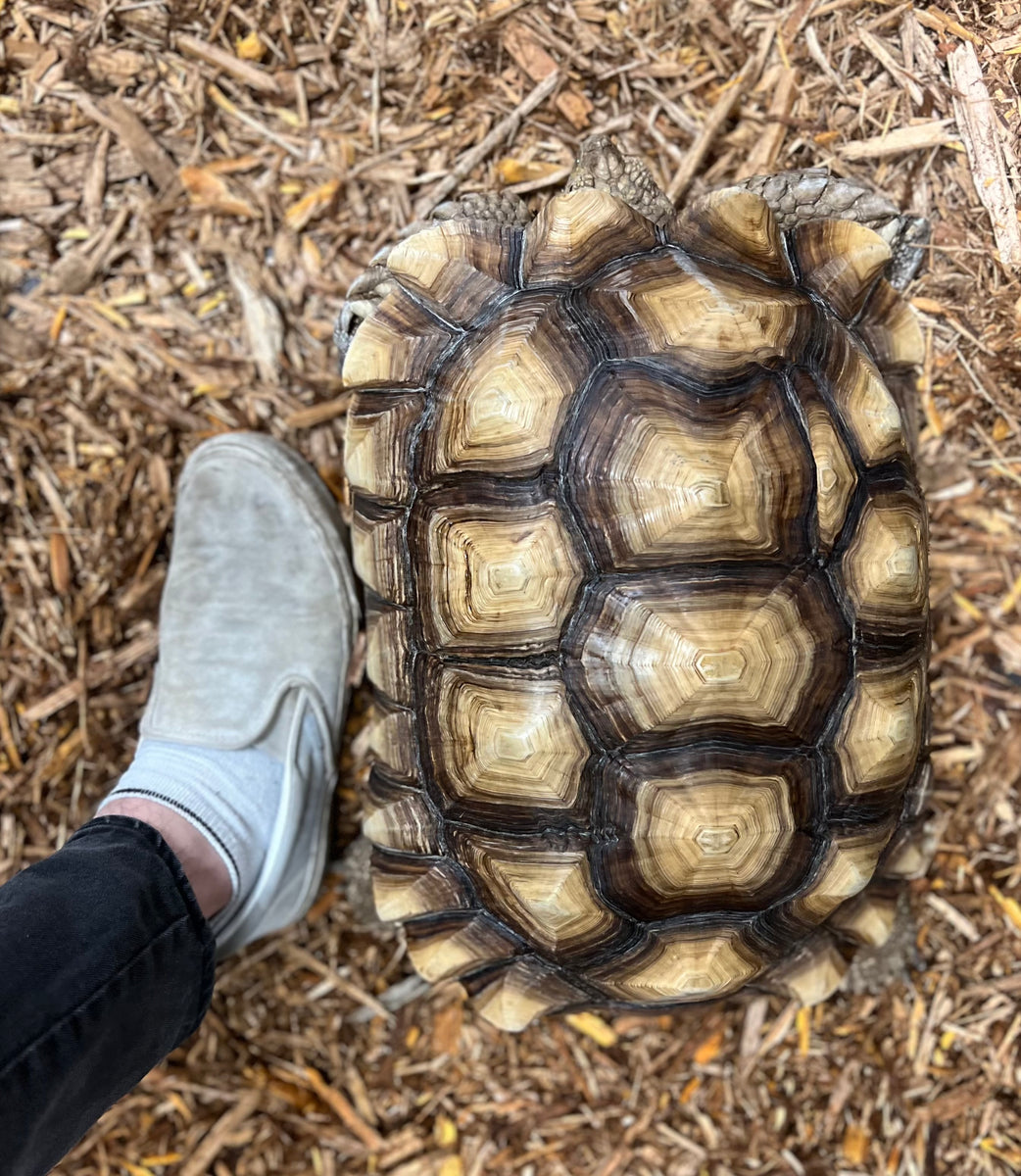 Adult Sulcata Tortoise (Female) – Scales and Tails of Ohio