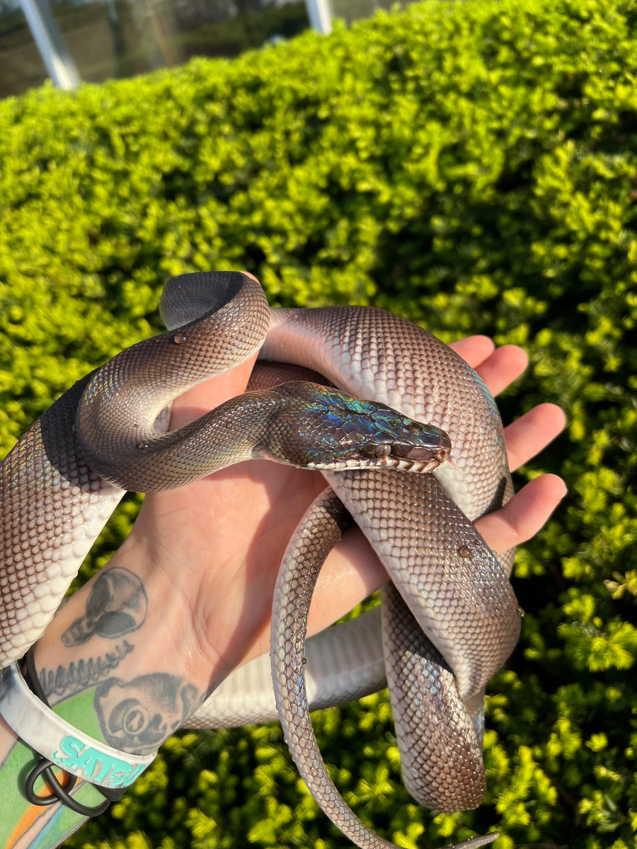 Sub-Adult Southern Black White-Lipped Python (Male 2) – Scales and ...