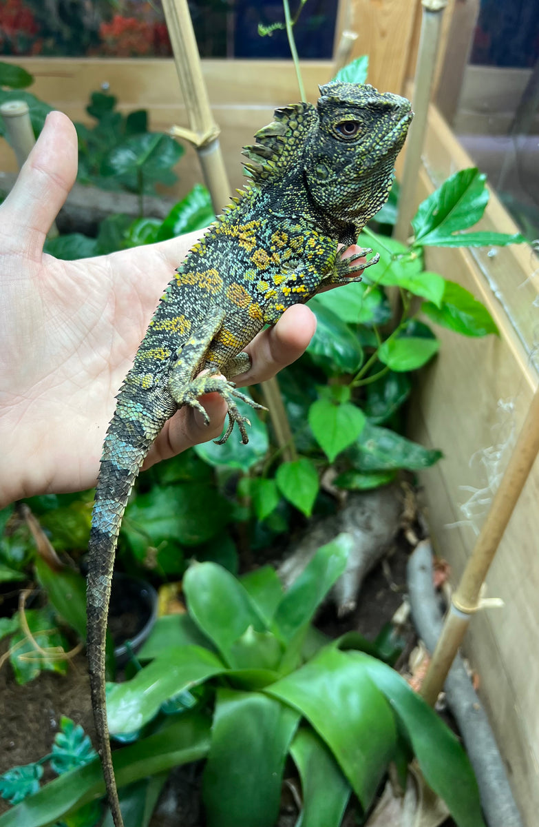 Adult Blue-Eyed Crested Dragon (2) – Scales and Tails of Ohio