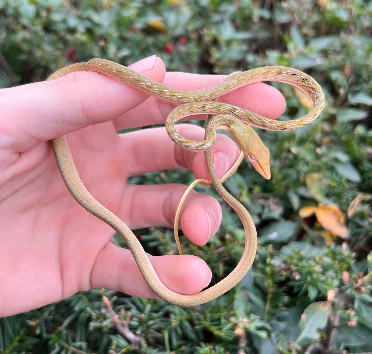 Baby Orange Asian Vine Snake – Scales and Tails of Ohio