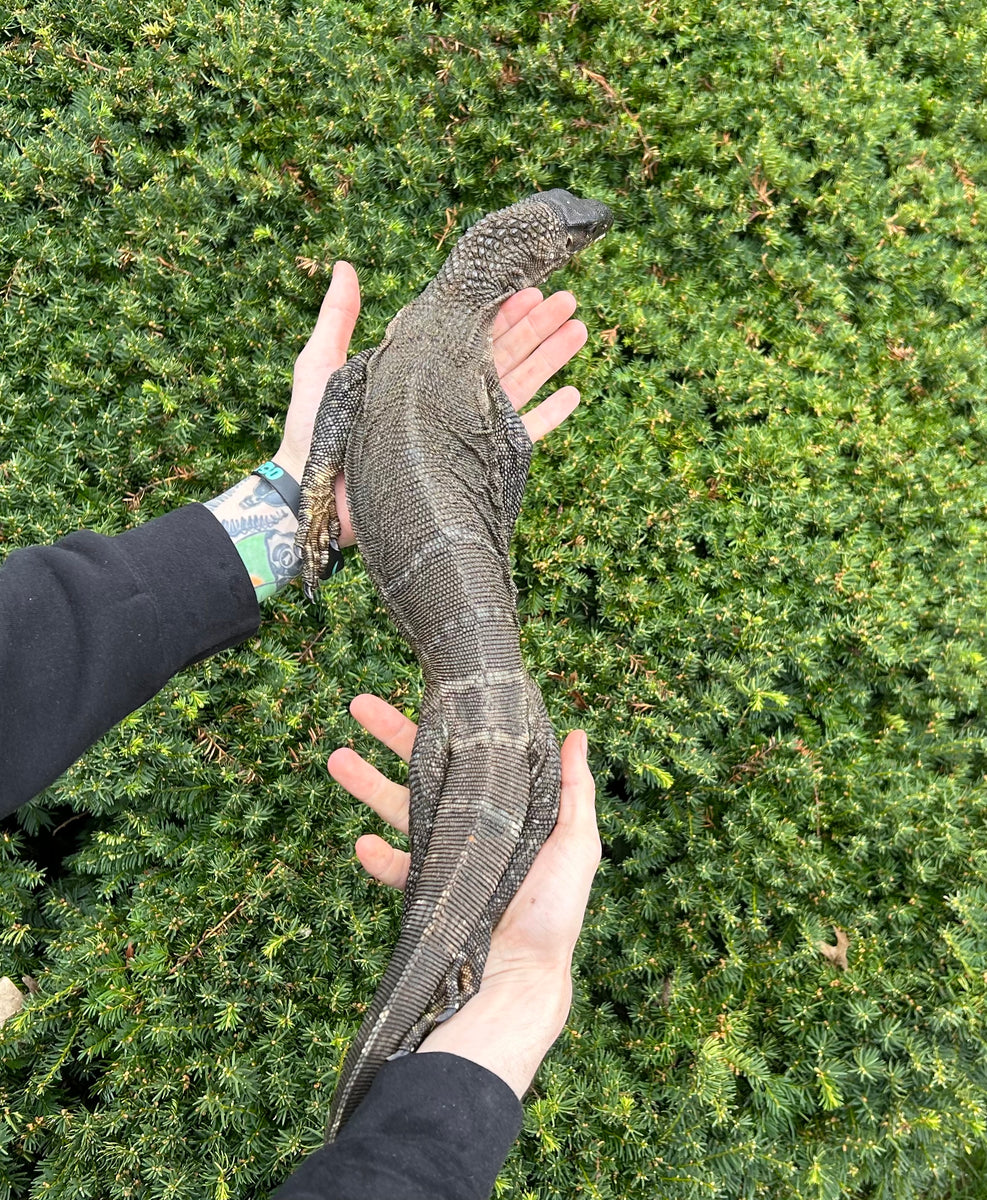 Sub-Adult Black Roughneck Monitor (Probable Male 1) – Scales and Tails ...