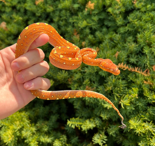 Green Tree Pythons – Scales and Tails of Ohio