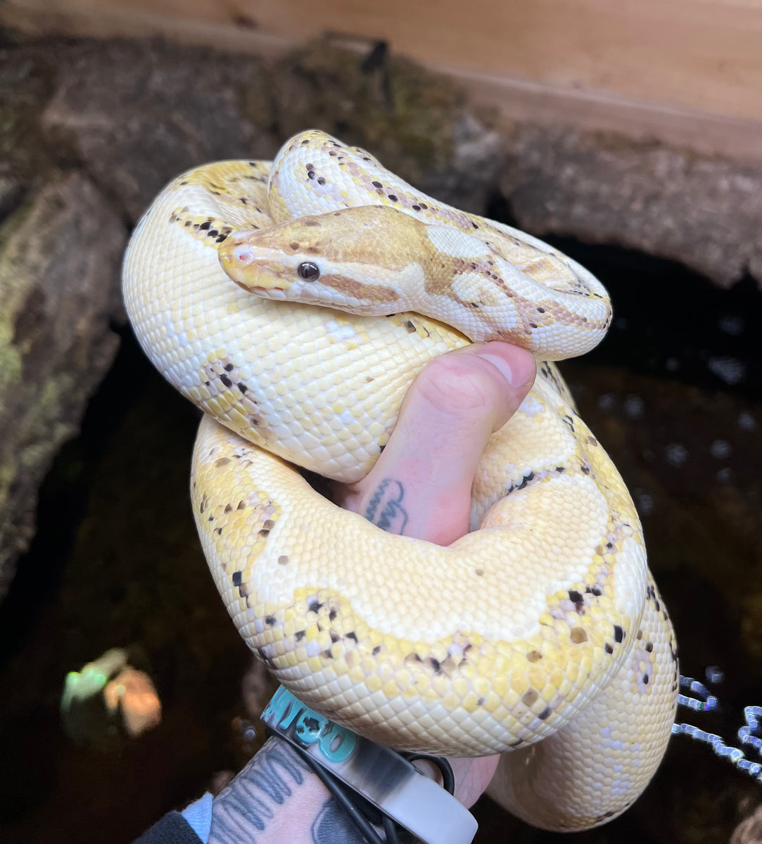 Adult Banana Ball Python (Male) – Scales and Tails of Ohio