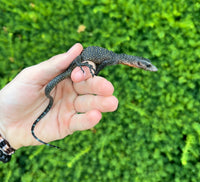 SATOO Reptiles, Amphibians, Invertebrates and Aquatics – Scales and ...