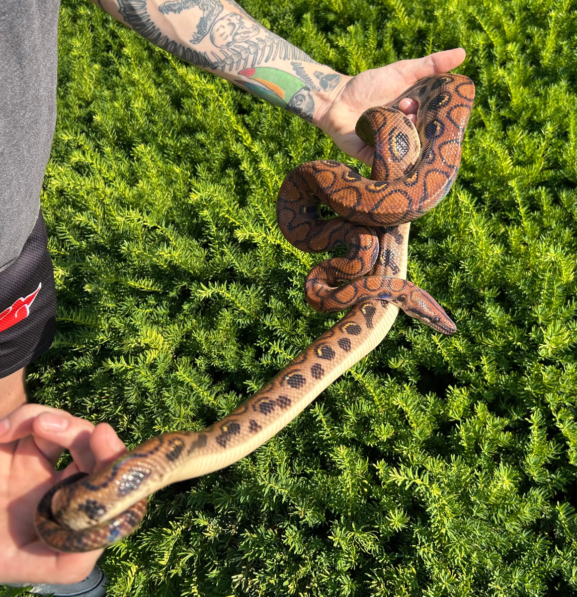 Adult Brazilian Rainbow Boa (Male 3) – Scales and Tails of Ohio