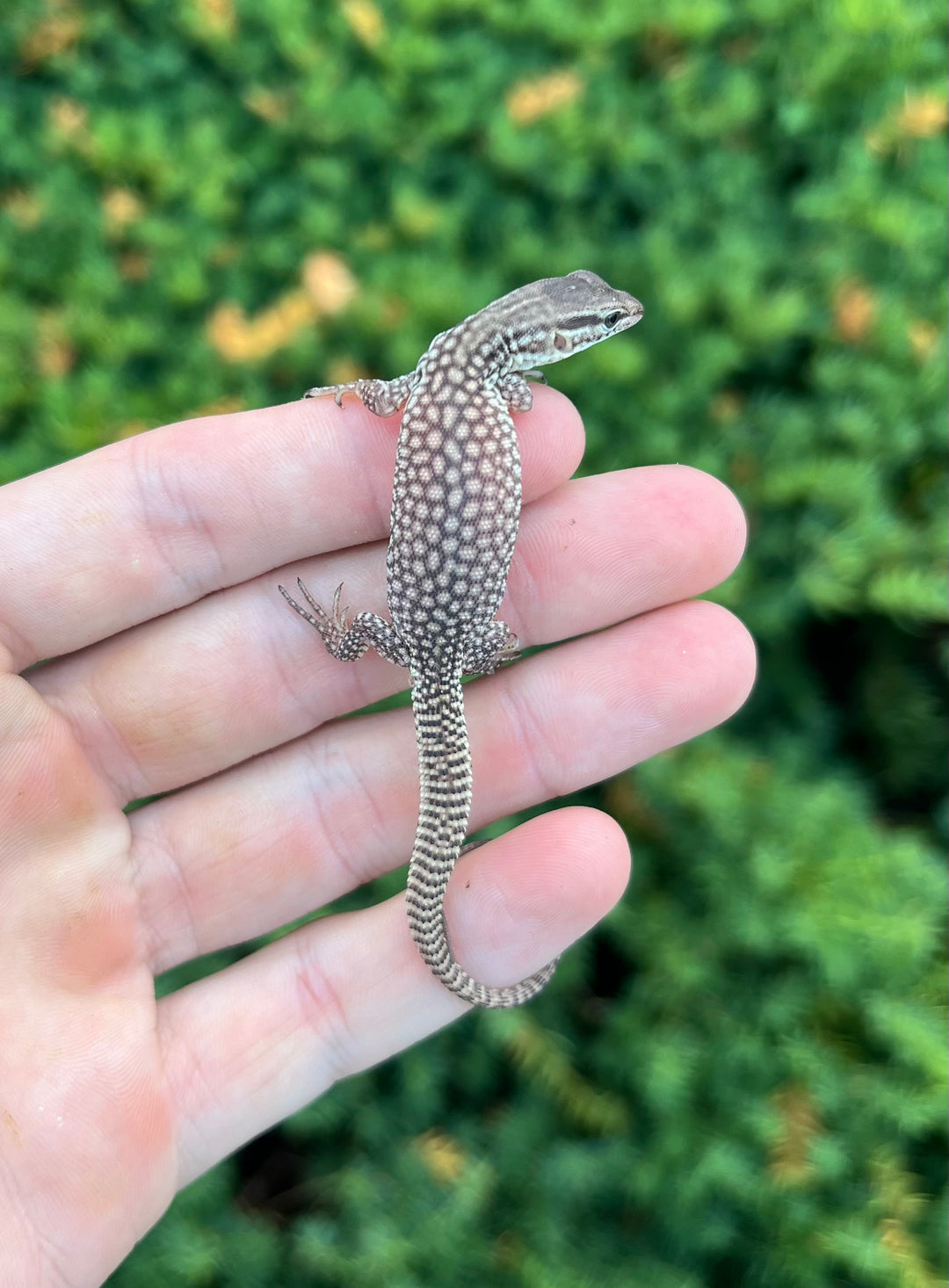 Monitors and Tegus – Page 3 – Scales and Tails of Ohio