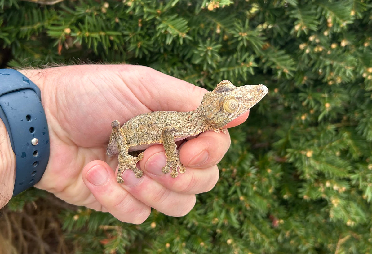 Sub-Adult Giant Leaf-tailed Gecko (Female 1) – Scales and Tails of Ohio