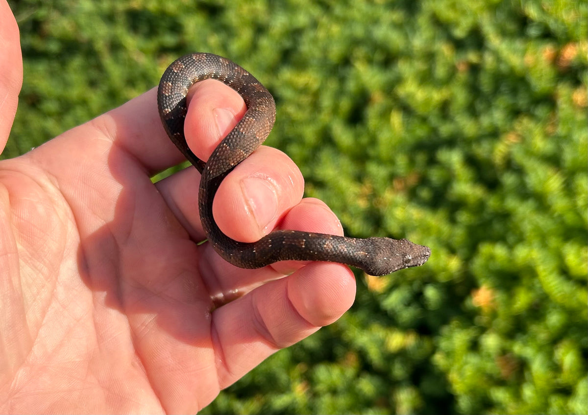 Baby Viper Boa (Female 5) – Scales and Tails of Ohio