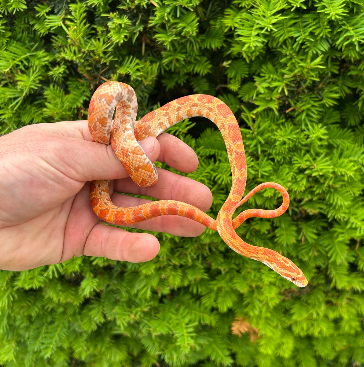 Juvenile Amelanistic Corn Snake (Male) – Scales and Tails of Ohio