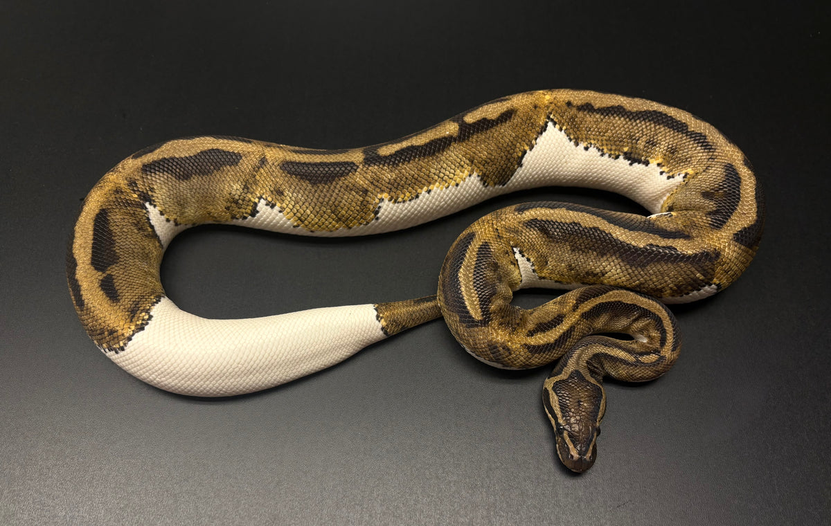 Adult Pied Ball Python (Male) – Scales and Tails of Ohio