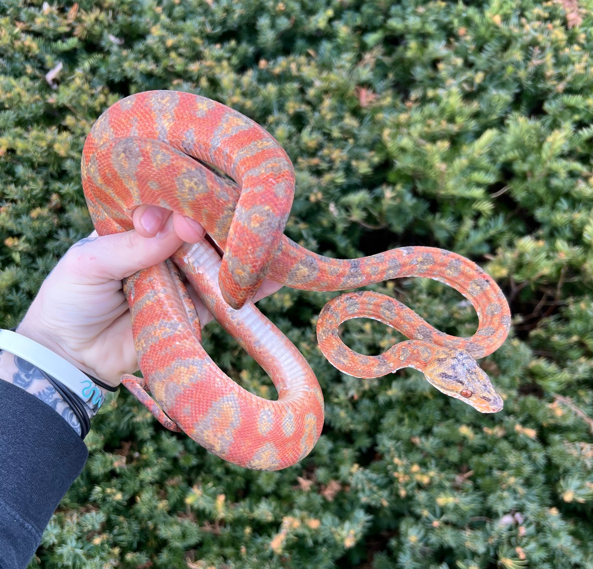 ‘Colored’ Amazon Tree Boa (Male) – Scales and Tails of Ohio