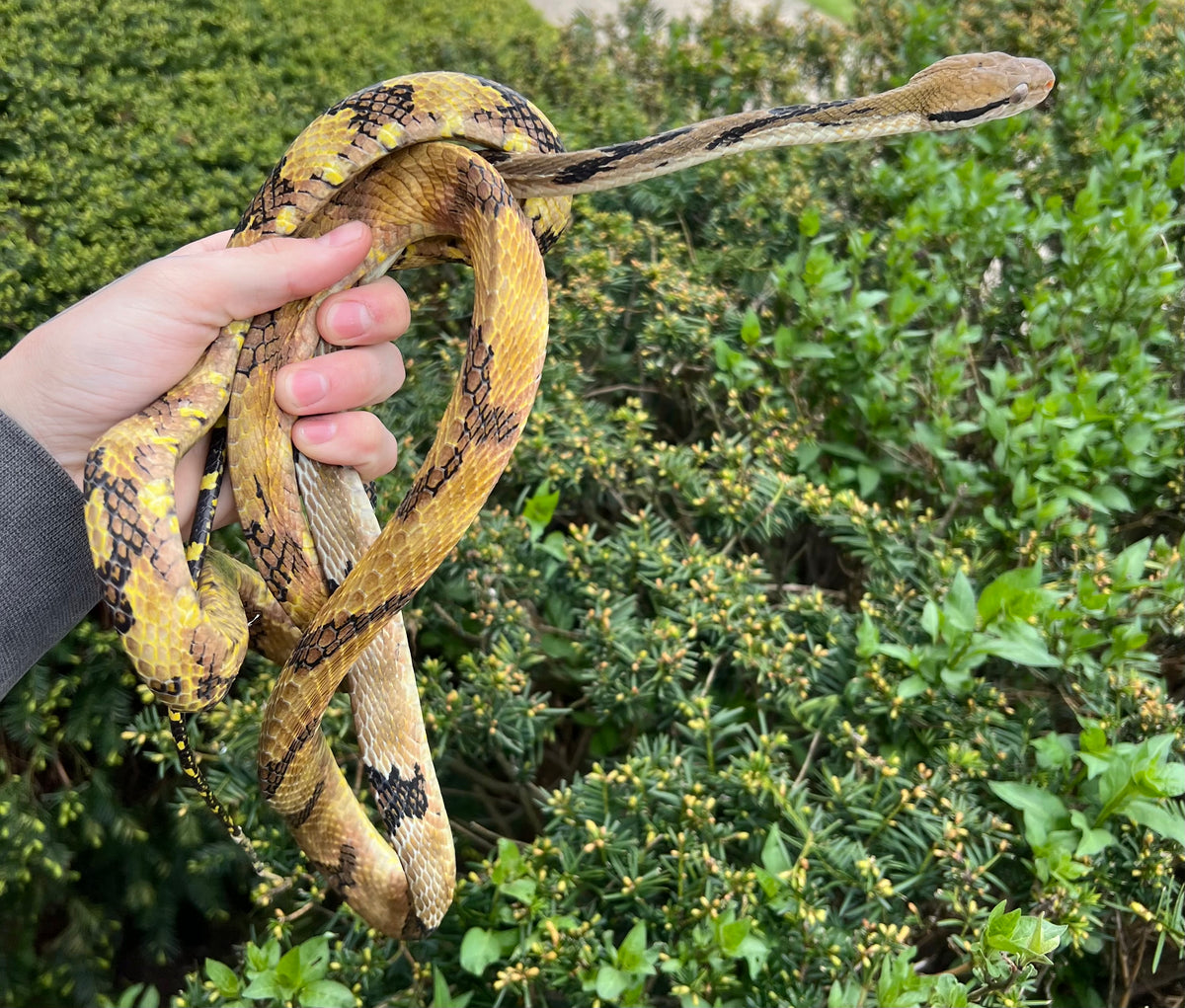 Adult Malaysian Dog-Toothed Cat Snake (Male 1) – Scales and Tails of Ohio
