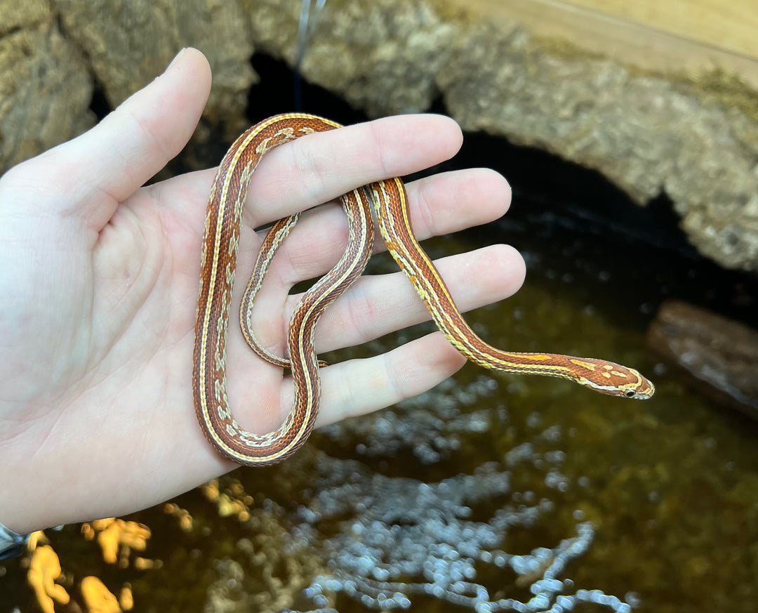 Corn Snakes – Scales and Tails of Ohio