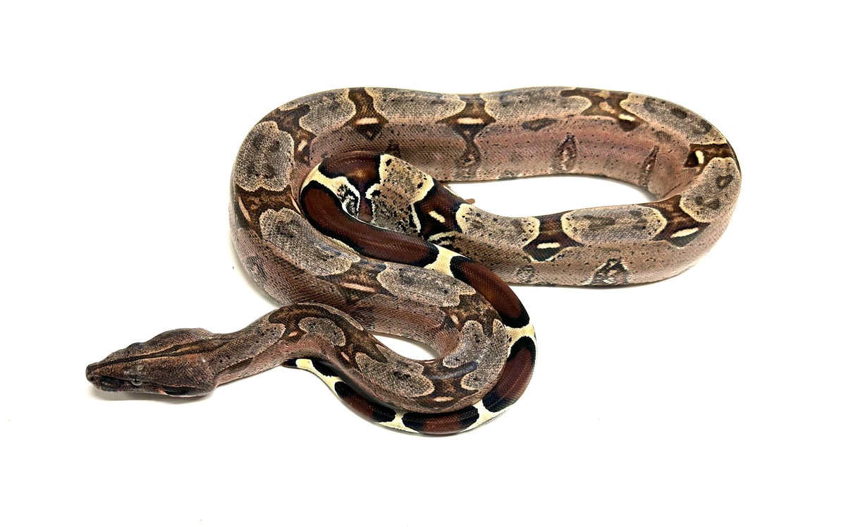 Small Suriname Boa (Female 1) – Scales and Tails of Ohio