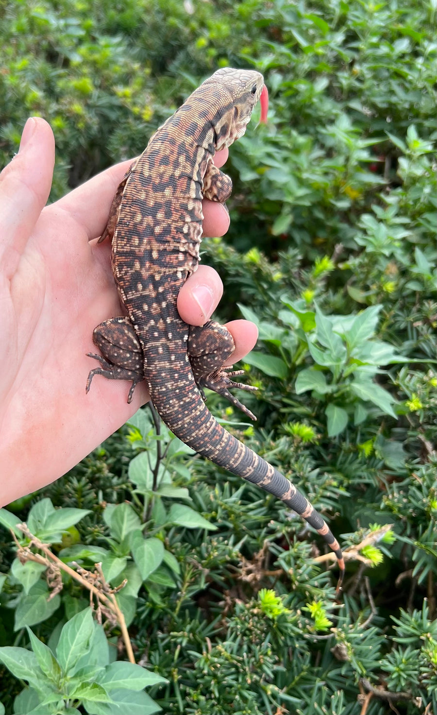 Monitors and Tegus – Page 2 – Scales and Tails of Ohio