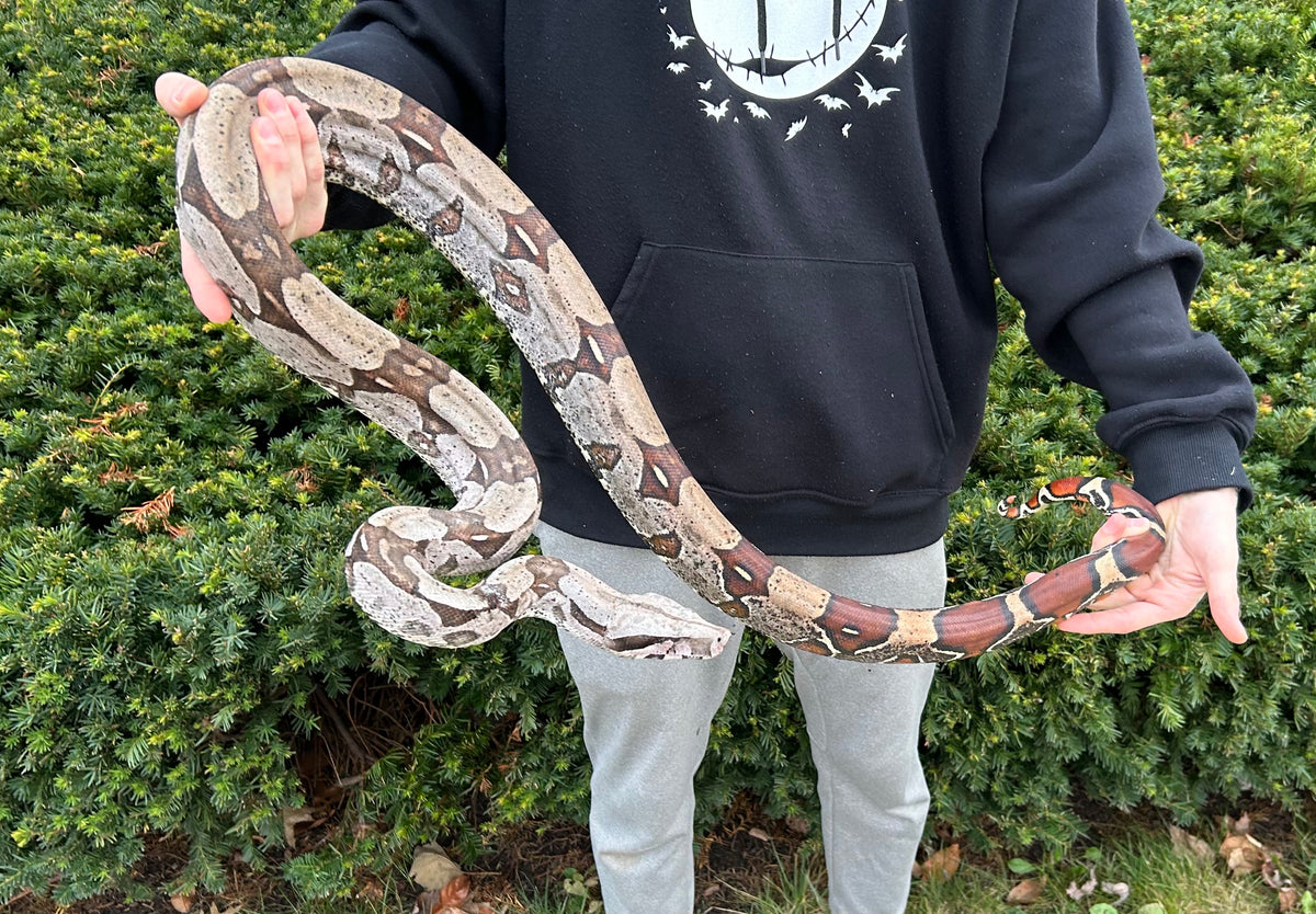 Adult Guyana Boa (Female) – Scales and Tails of Ohio