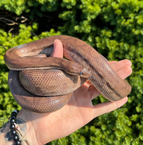 Boas – Scales and Tails of Ohio