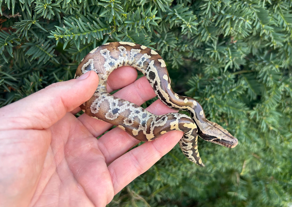 Baby Red Blood Python (Female 1) – Scales and Tails of Ohio