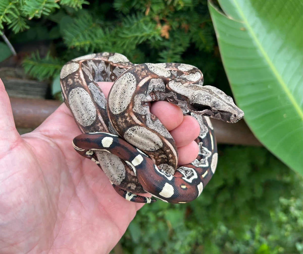 Juvenile ‘Square-Tail’ Guyana Boa (Male) – Scales and Tails of Ohio