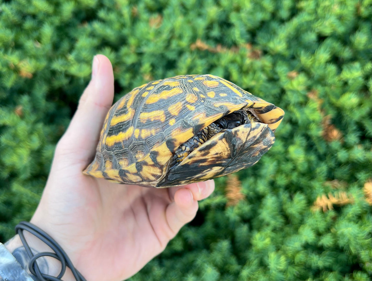 Adult Eastern Box Turtle (Female 2) – Scales and Tails of Ohio